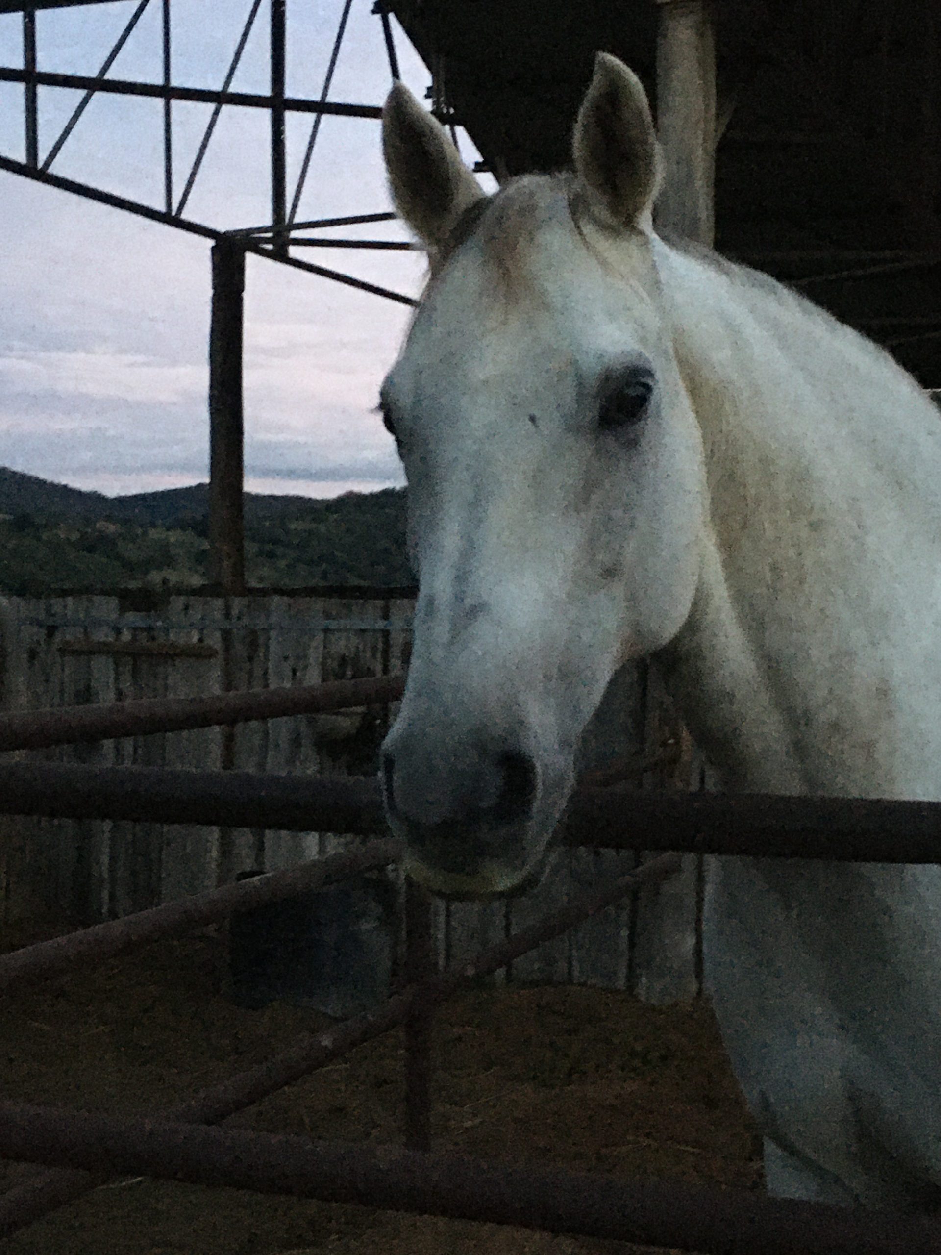 Connection - means "Knowing Your Horse from the Inside Out". Who are ...